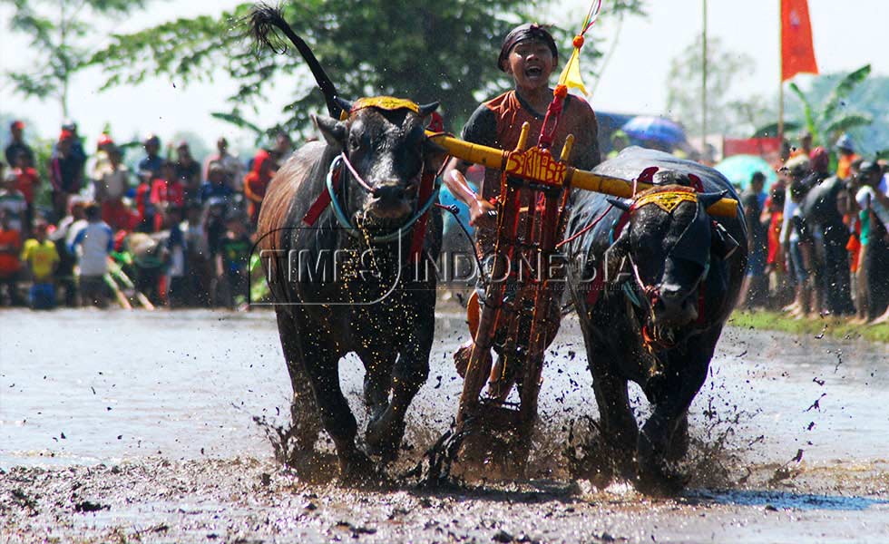Karapan Sapi Brujul, Simbol Kearifan Lokal Masyarakat Probolinggo ...
