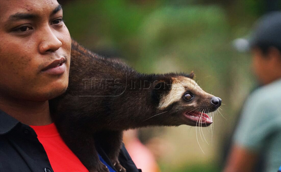 Geliat Pecinta Musang di Kota Bunga - TIMES Indonesia