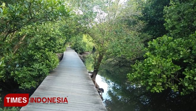 Hutan Mangrove di Bali, Jadi Rujukan Ngabuburit Muslim Bali - TIMES ...