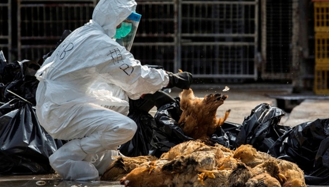 Puluhan Ayam di Banyuwangi Mati Mendadak - TIMES Indonesia