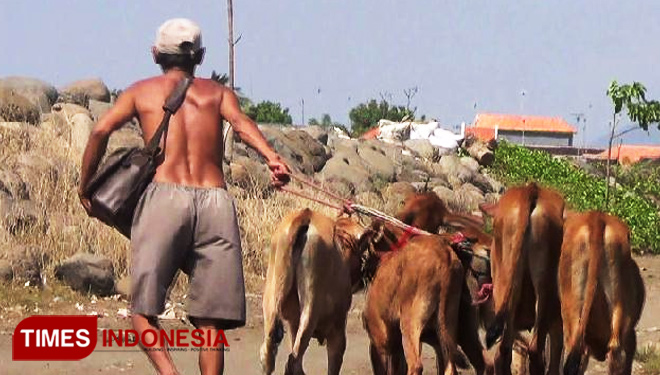 Pengiriman Sapi Madura ke Probolinggo Naik Dua Kali Lipat - TIMES Indonesia