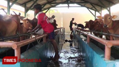 Pengiriman Sapi Madura ke Probolinggo Naik Dua Kali Lipat - TIMES Indonesia