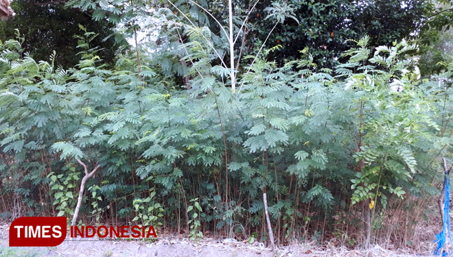Lamtoro Taramba asal Australia Mengandung Protein Tinggi - TIMES Indonesia