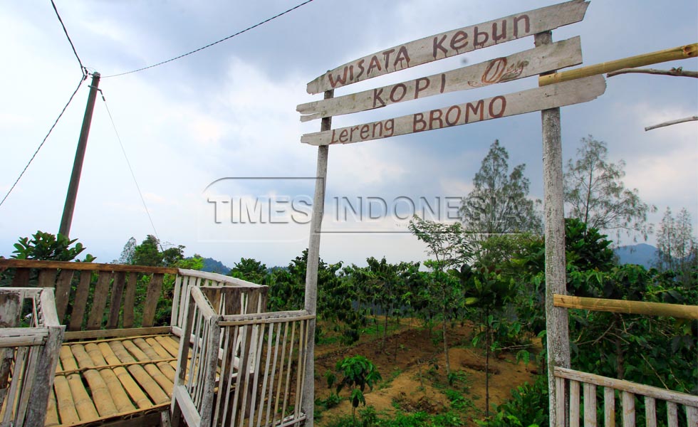 Kambang dan Babinsa, Penyelamat Kopi Lereng Bromo - TIMES Indonesia