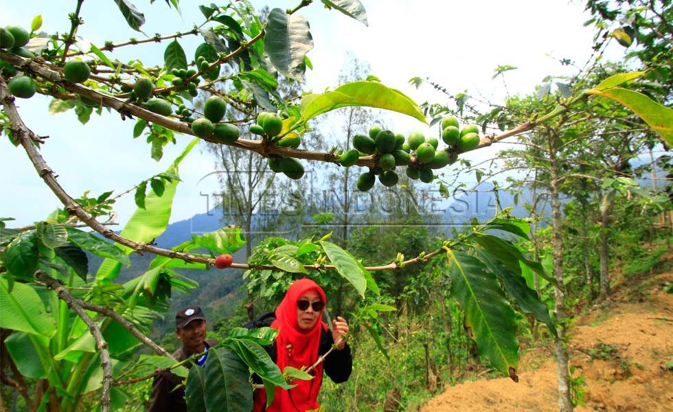 Kambang dan Babinsa, Penyelamat Kopi Lereng Bromo - TIMES Indonesia