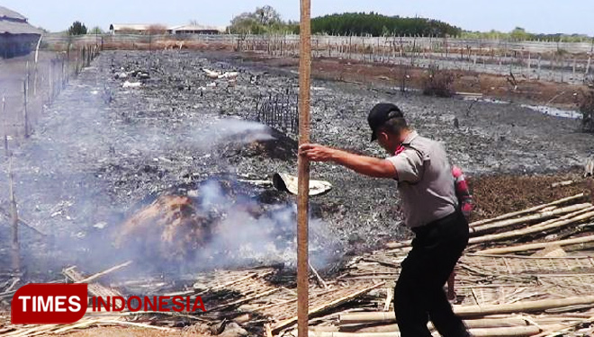 Tiga Kandang Terbakar, Puluhan Ribu Ayam Hangus - TIMES Indonesia
