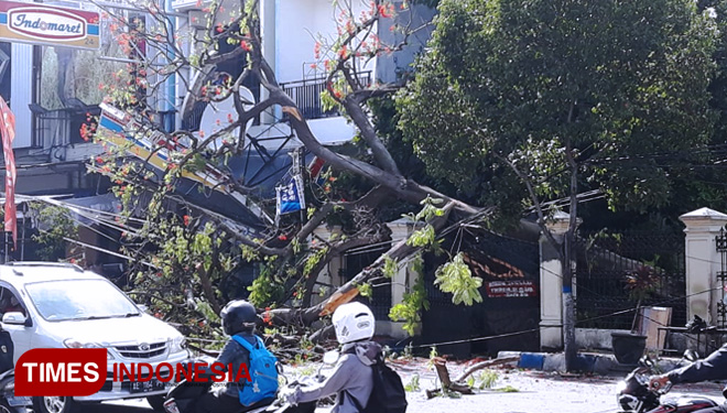 Pohon Tumbang di Kota Madiun Timpa Atap Teras Minimarket - TIMES Indonesia Pohon Tumbang di Kota Madiun Timpa Atap Teras Minimarket - TIMES Indonesia