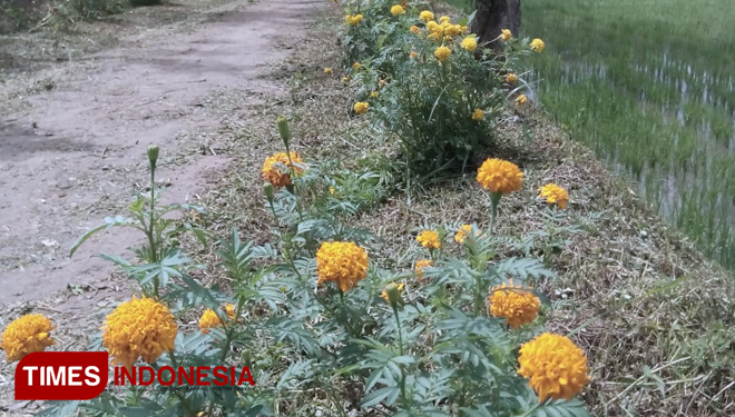 Polbangtan Malang Kembangkan Bunga Merry Gold Sebagai Pengendali Hama ...