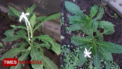 Bunga Kitolod Penakluk Gangguan Pada Mata, Ingin Tahu Caranya? - TIMES ...