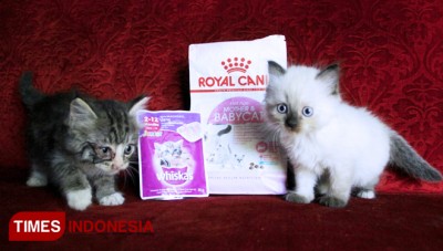 Ingin Kucing Sehat dengan Bulu Terawat, ini Makanan Kucing yang Tepat ...