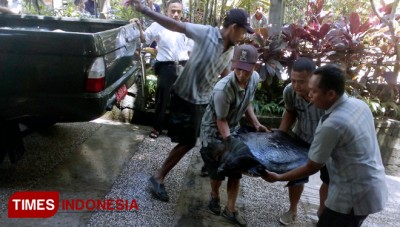 BKSDA Yogyakarta Titipkan Bulus Raksasa ke Kebun Binatang Gembira Loka ...