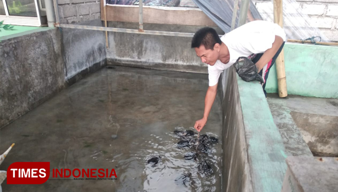 Pantai Mapak Indah Jadi Tempat Budidaya Penyu Lengkang di Kota Mataram ...