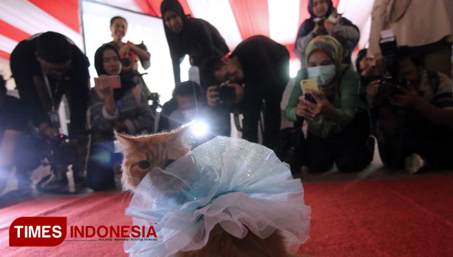 Relawan Duet Prabowo-Sandi Gelar Lomba Kucing Nasional Sahabat Bobby ...