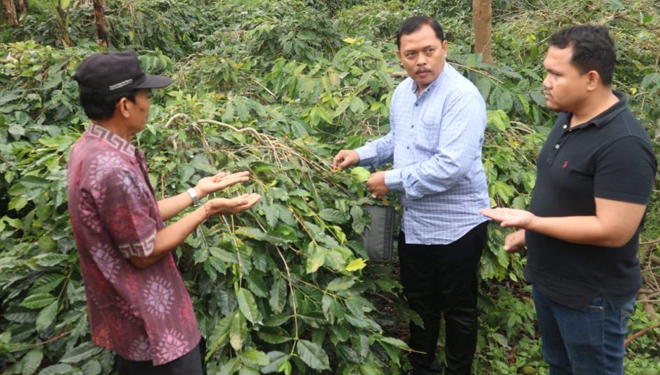 Anda Suka Ngopi? Ini Penghasil Kopi Berkualitas di Kabupaten ...