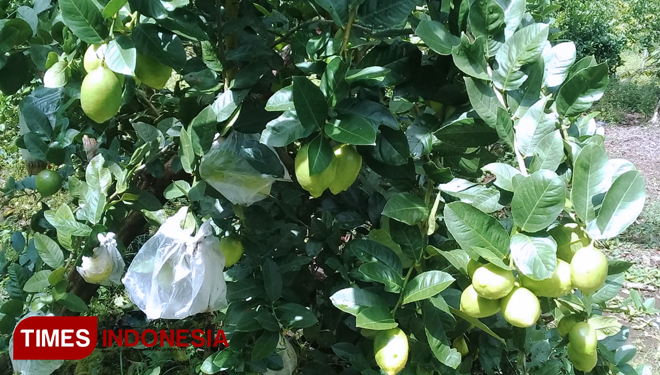Lemon Hutan Lereng Gunung Raung, Dipercaya Bisa Memperpanjang Umur ...