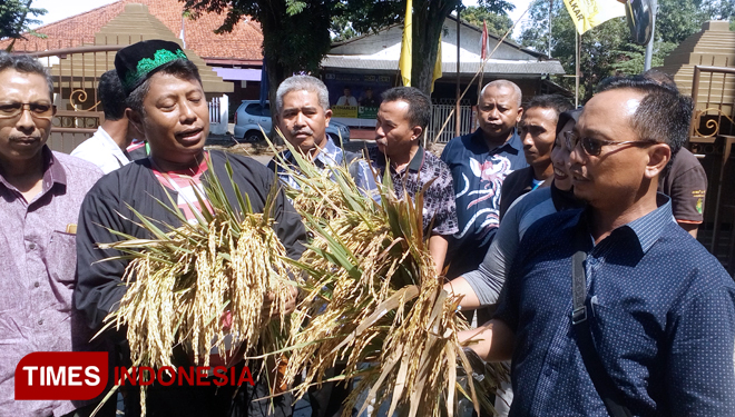 Geruduk DPRD, Petani Jember Meradang Harga Katul Lebih Tinggi dari ...