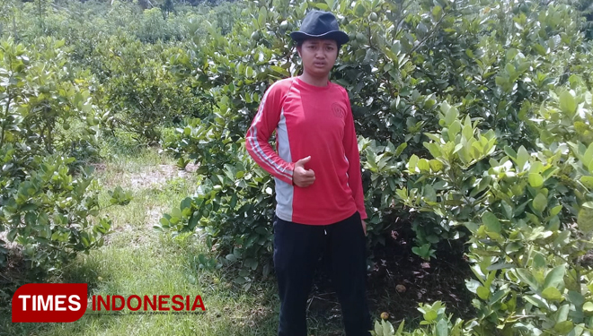 Lemon Hutan Lereng Gunung Raung, Dipercaya Bisa Memperpanjang Umur ...