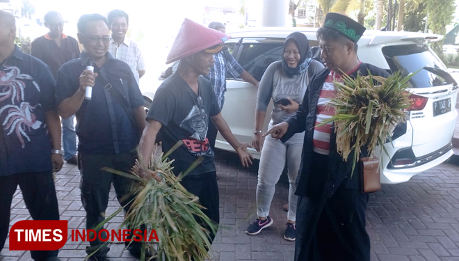 Geruduk DPRD, Petani Jember Meradang Harga Katul Lebih Tinggi dari ...
