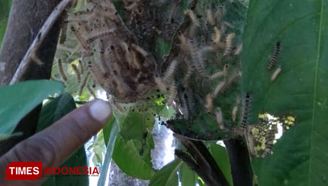 Ulat Bulu Serang Tanaman Warga di Banyuwangi - TIMES Indonesia
