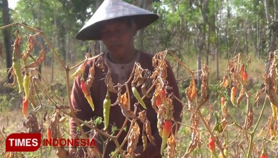 Petani Cabai Di Sumenep Merugi Puluhan Juta - TIMES Indonesia