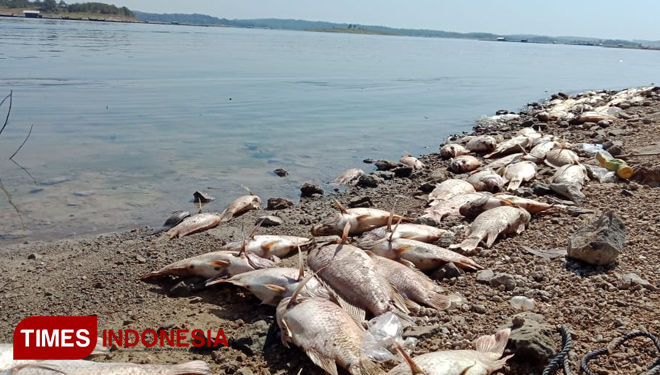 Bangkai Ikan Keramba Waduk Kedung Ombo Sragen Timbulkan Polusi - TIMES ...