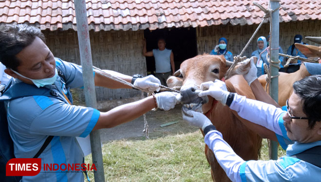 Dinas Peternakan Bangkalan Cek Kesehatan Hewan Kurban - TIMES Indonesia Dinas Peternakan Bangkalan Cek Kesehatan Hewan Kurban - TIMES Indonesia