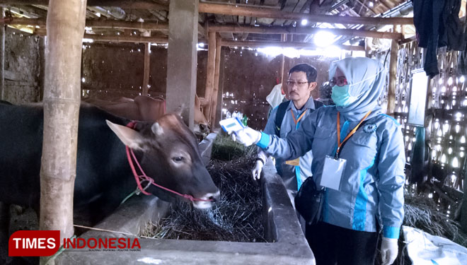 Dinas Peternakan Bangkalan Cek Kesehatan Hewan Kurban - TIMES Indonesia Dinas Peternakan Bangkalan Cek Kesehatan Hewan Kurban - TIMES Indonesia