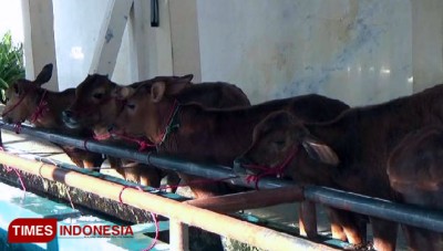 Pengiriman Sapi Madura ke Jawa Jelang Idul Adha Mengalami Penurunan - TIMES Indonesia