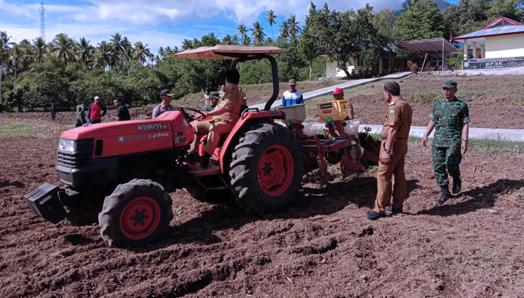 Kodim 1501 Ternate Tanam Jagung Seluas 20 Hektare di Halbar - TIMES ...