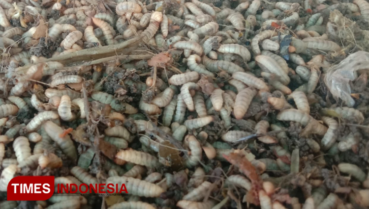 Budidaya Maggot, Jalan Keluar Permasalahan Sampah yang Datangkan Rupiah ...