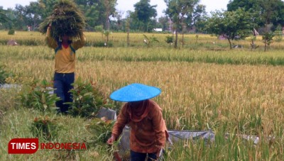 Pemkab Gresik Upayakan Bantuan Benih ke Petani Gagal Panen Akibat Banjir - TIMES Indonesia