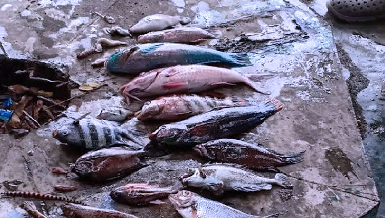 Fenomena Ikan Mati, Maluku Utara Butuh Laboratorium Terakreditasi ...