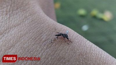 39 Orang Terjangkit DBD Di Banyuwangi, 2 Diantaranya Meninggal - TIMES Indonesia