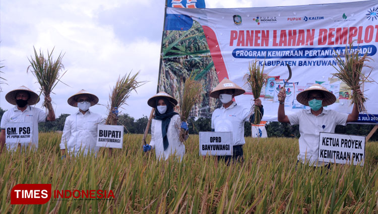 Gandeng KTNA Banyuwangi, Pupuk Kaltim Panen Demplot Kemitraan Perdana ...