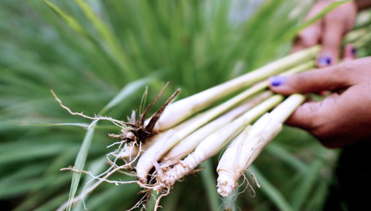 Kementan RI Siapkan Subang sebagai Sentra Serai Wangi - TIMES Indonesia