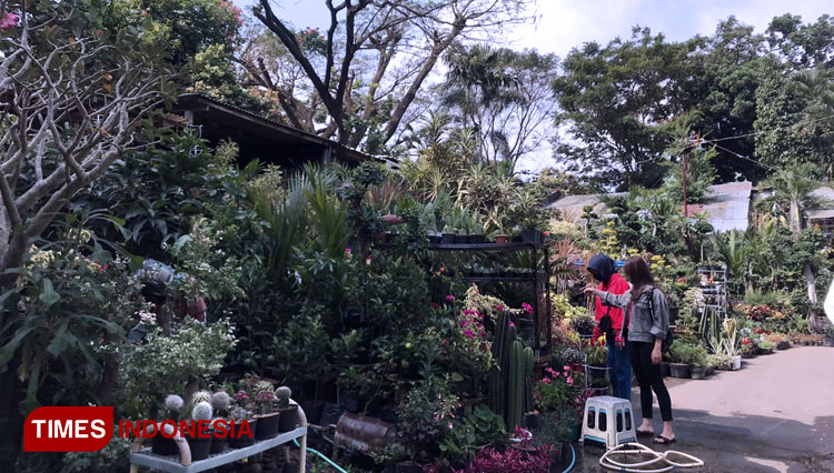 Berburu Monstera dan Aglaonema yang Sedang Trending di Pasar Bunga ...