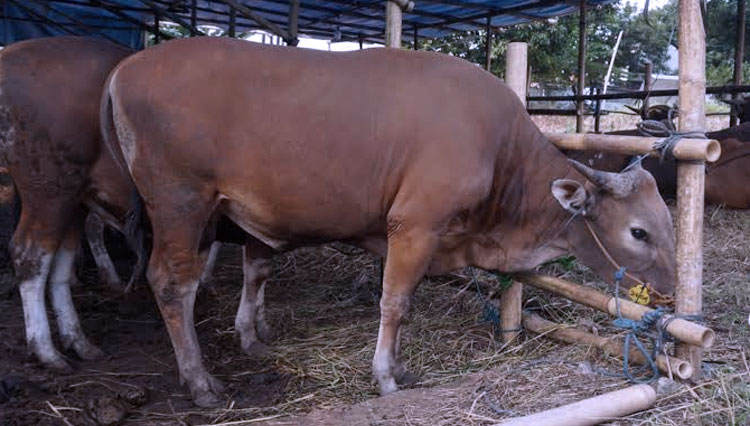Kementan RI Percepat Pengembangan Sapi Bali dengan Metode Triple Helix ...