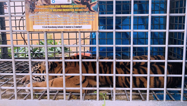 Ditangkap Usai Masuk Pemukiman, Ini Kondisi Harimau Sumatera saat ... Ditangkap Usai Masuk Pemukiman, Ini Kondisi Harimau Sumatera saat ...