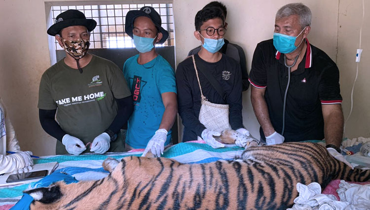 Ditangkap Usai Masuk Pemukiman, Ini Kondisi Harimau Sumatera saat ... Ditangkap Usai Masuk Pemukiman, Ini Kondisi Harimau Sumatera saat ...