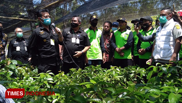 Alpukat Pameling, Buah Unggulan Desa Wonorejo yang Siap Go ... Alpukat Pameling, Buah Unggulan Desa Wonorejo yang Siap Go ...