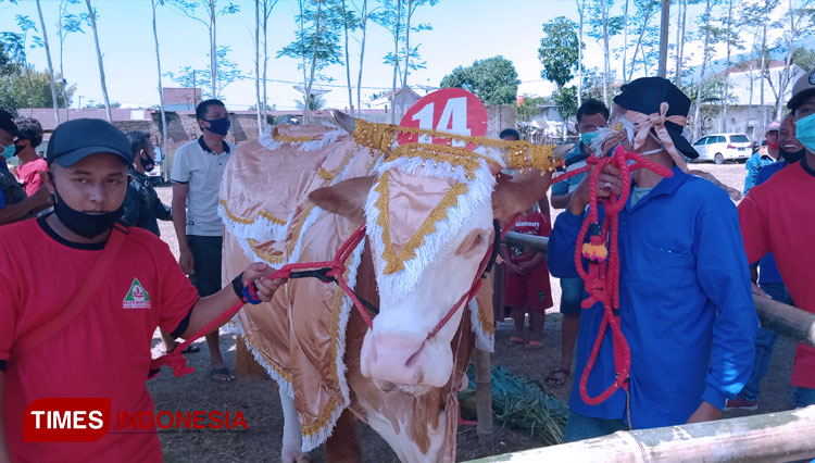 Bovine Ephemeral Fever, Penyakit Ternak yang Diwaspadai Saat Pancaroba ...