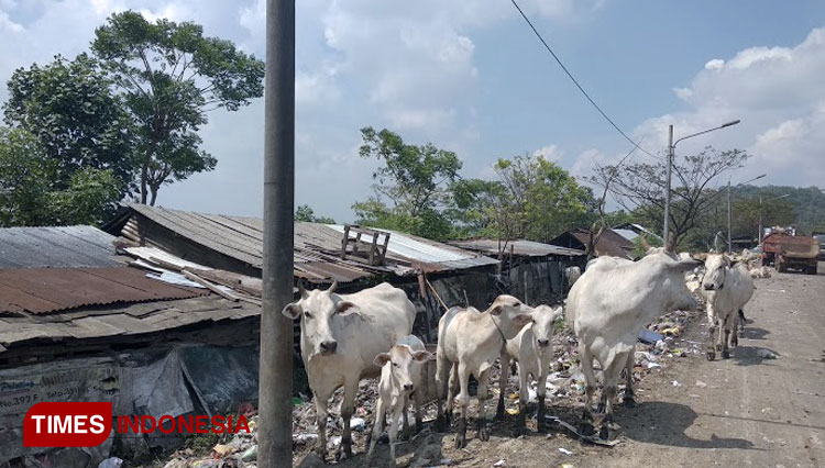 Harga Pakan Mahal, Ratusan Peternak Gembalakan Hewan Ternak di TPA ...
