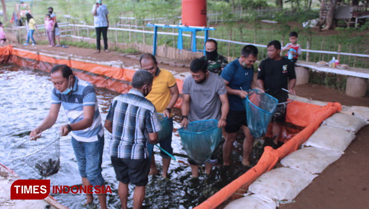 Wujudkan Ketahanan Pangan, Kodim 0801 Pacitan Panen dan Bagikan Ribuan ... Wujudkan Ketahanan Pangan, Kodim 0801 Pacitan Panen dan Bagikan Ribuan ...