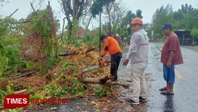 Hujan dan Angin Kencang Bikin Pohon Tumbang di Pamekasan - TIMES Indonesia