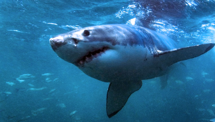 Seorang Peselancar di Australia Selamat dari Serangan Hiu - TIMES Indonesia