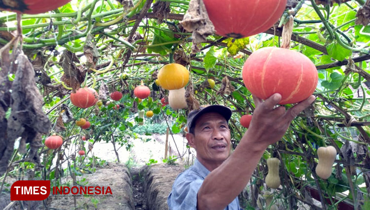 Wayahe Nang mBatu, Yuk... ke Ladang Labu Madu - TIMES Indonesia