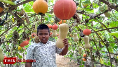 Wayahe Nang mBatu, Yuk... ke Ladang Labu Madu - TIMES Indonesia