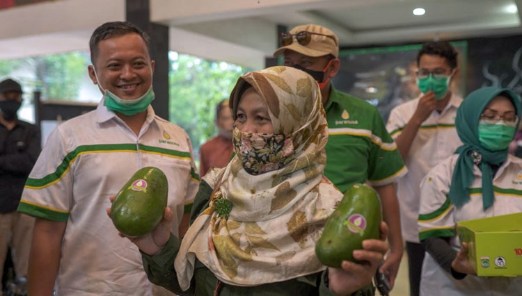 Petani Malang Kembangkan 30 Hektare Kawasan Alpukat Pameling - TIMES ... Petani Malang Kembangkan 30 Hektare Kawasan Alpukat Pameling - TIMES ...