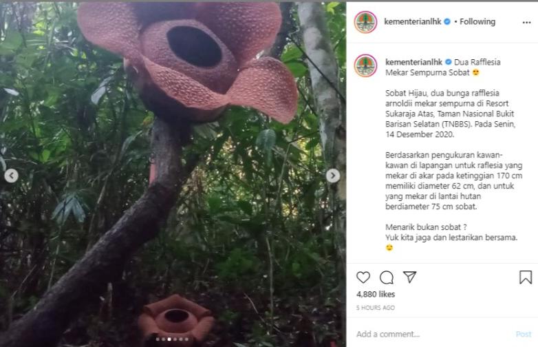 Cantik, Dua Bunga Rafflesia Mekar Sempurna di TNBBS - TIMES Indonesia