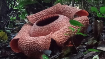 Cantik, Dua Bunga Rafflesia Mekar Sempurna di TNBBS - TIMES Indonesia